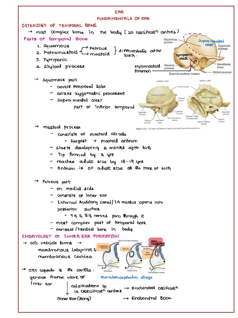 Anatomy Prepladder PDF | PDF