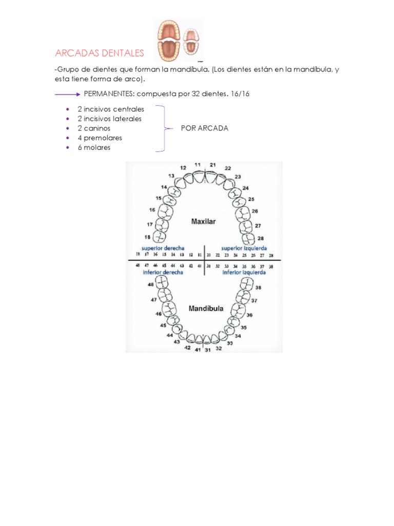Arcadas Dentales | PDF