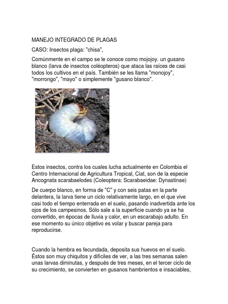 Manejo del Mojojoy en Cultivos | PDF | Escarabajo | Insectos