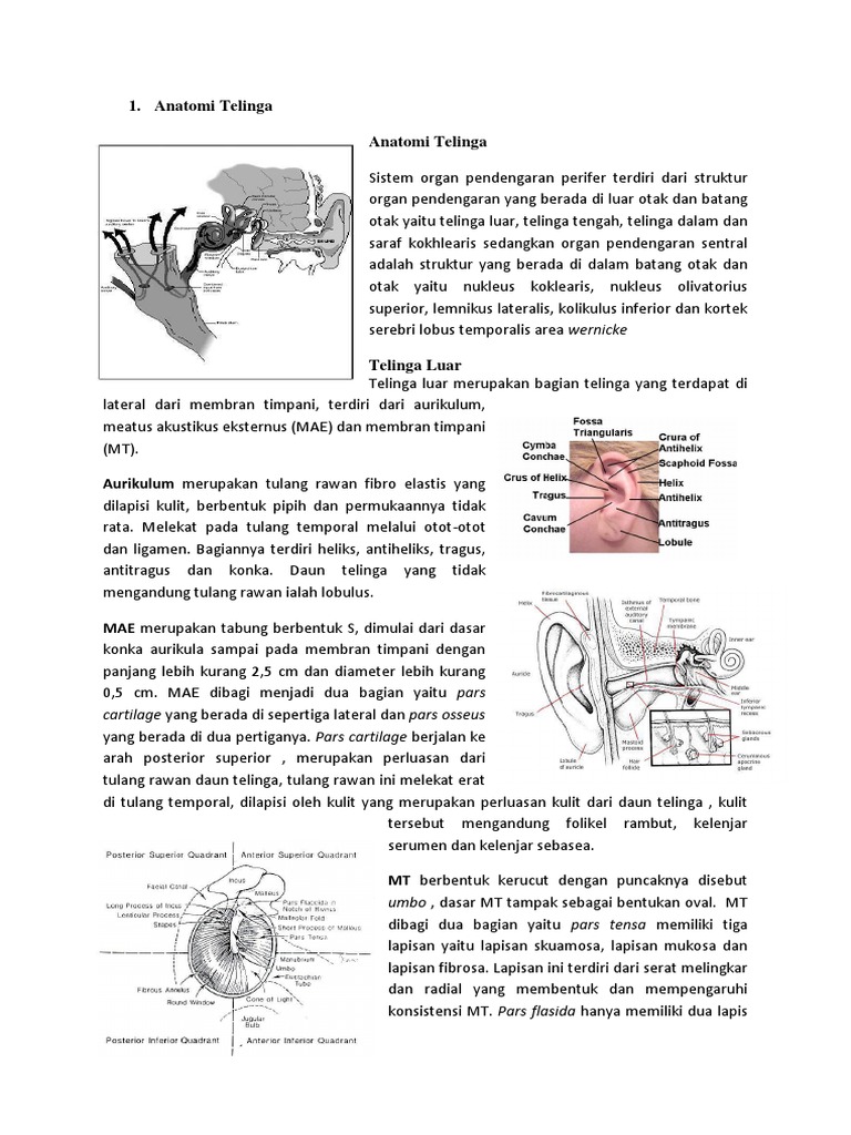 Anatomi dan Fisiologi Telinga Manusia | PDF | Sains & Matematika