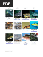 Common Names of Fish in The Phillippines | PDF | Philippines | Seafood