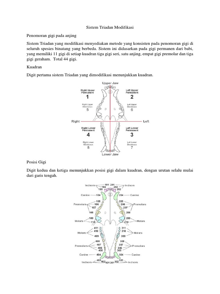 Sistem Triadan Modifikasi | PDF