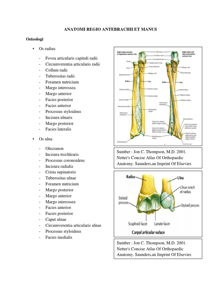 Anatomi Regio Antebrachii Et Manus (Lo 1) | PDF | Limbs (Anatomy ...