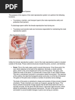 Male Reproductive System Pdf Testicle Prostate