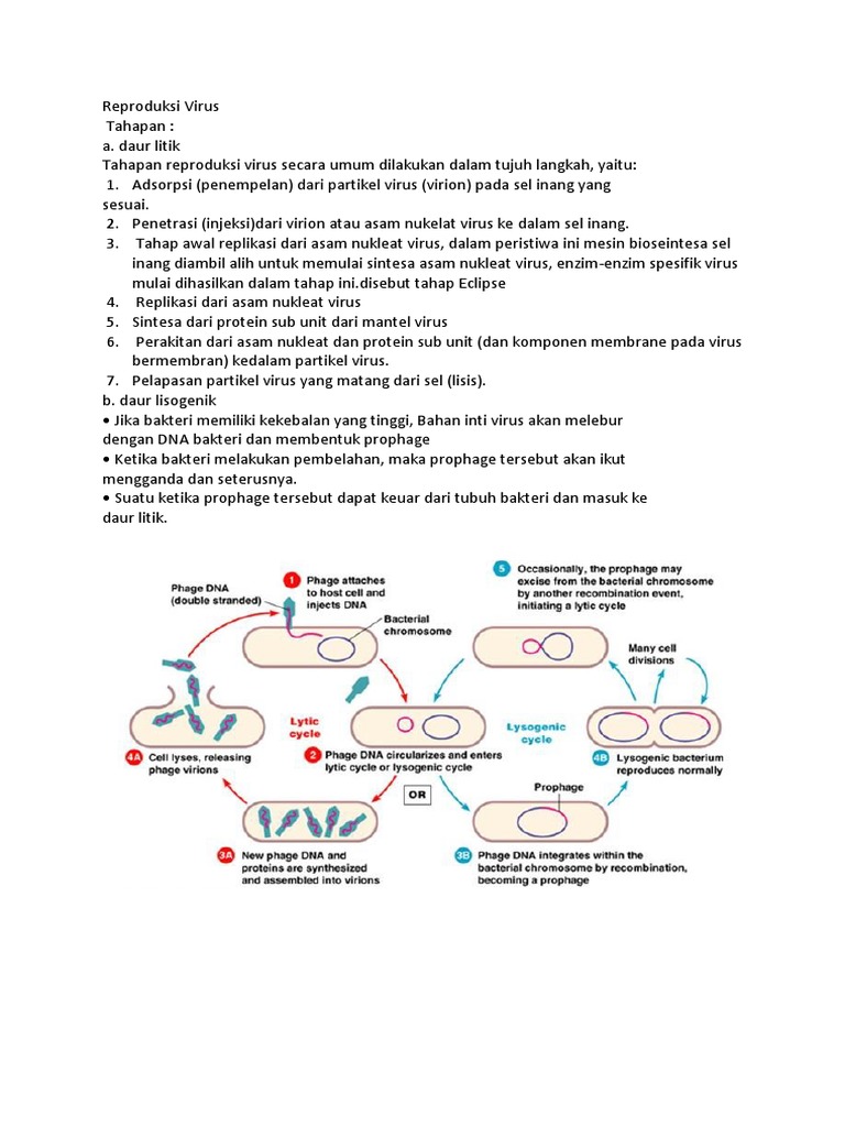 Reproduksi Virus | PDF