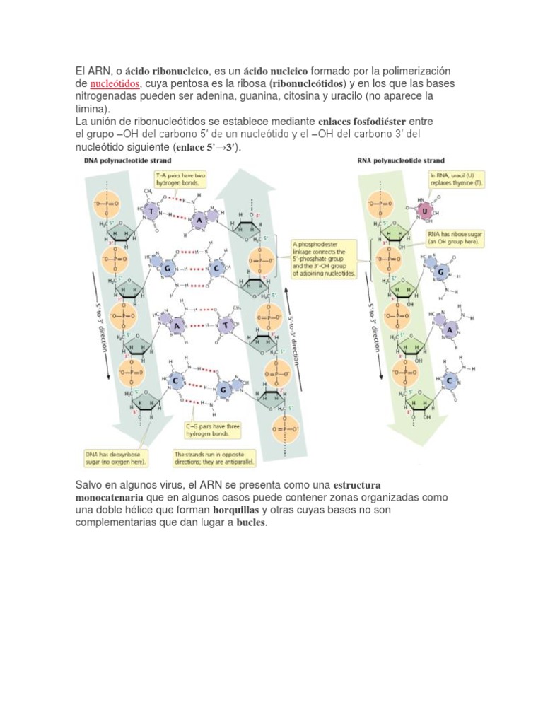 El ARN | PDF | Rna | Adn