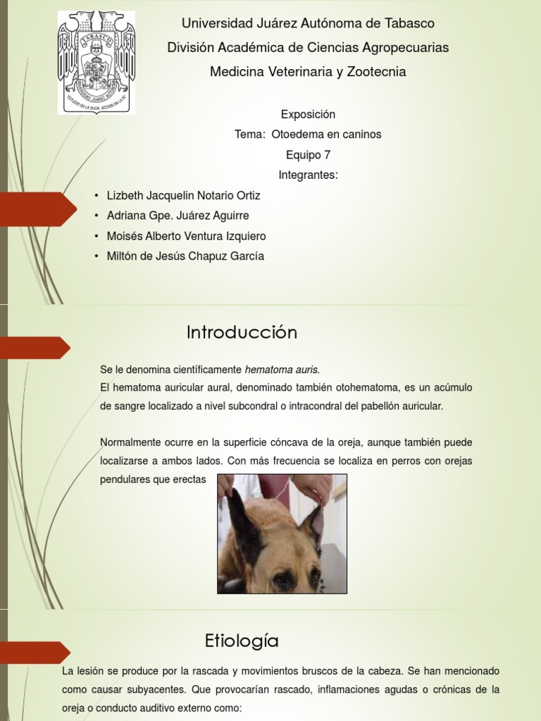 Otohematoma Canino: Causas y Tratamiento | PDF | Lesión | Ciencias de ...