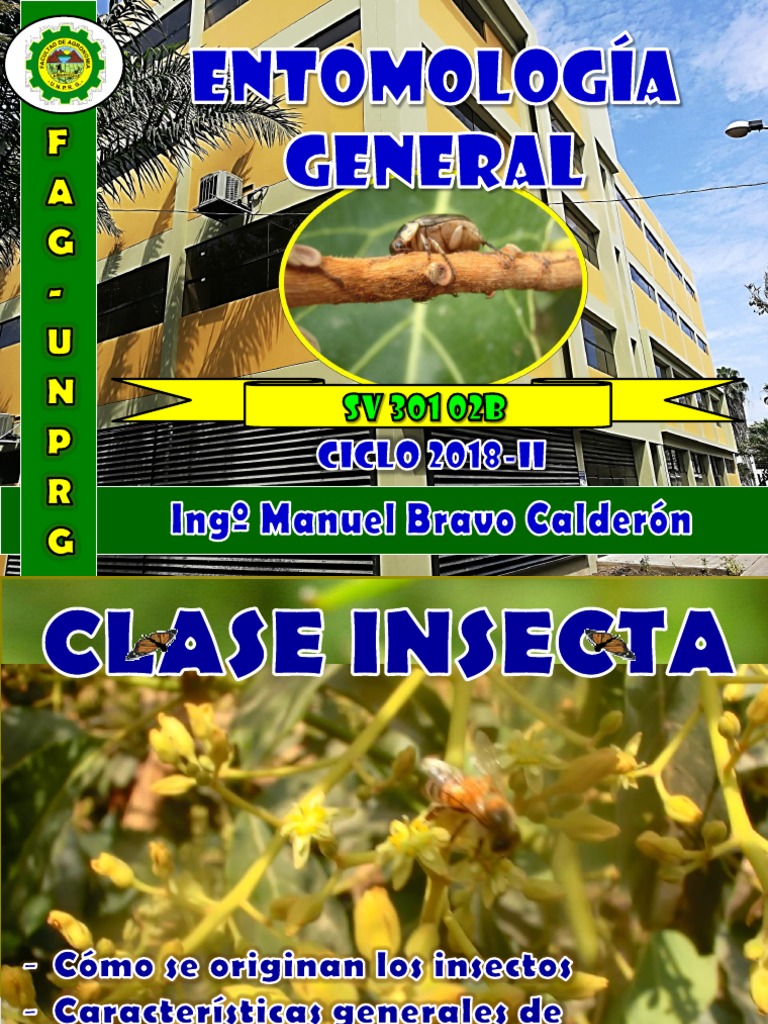 Evolución y Morfología de Insectos | PDF | Insectos | Abdomen
