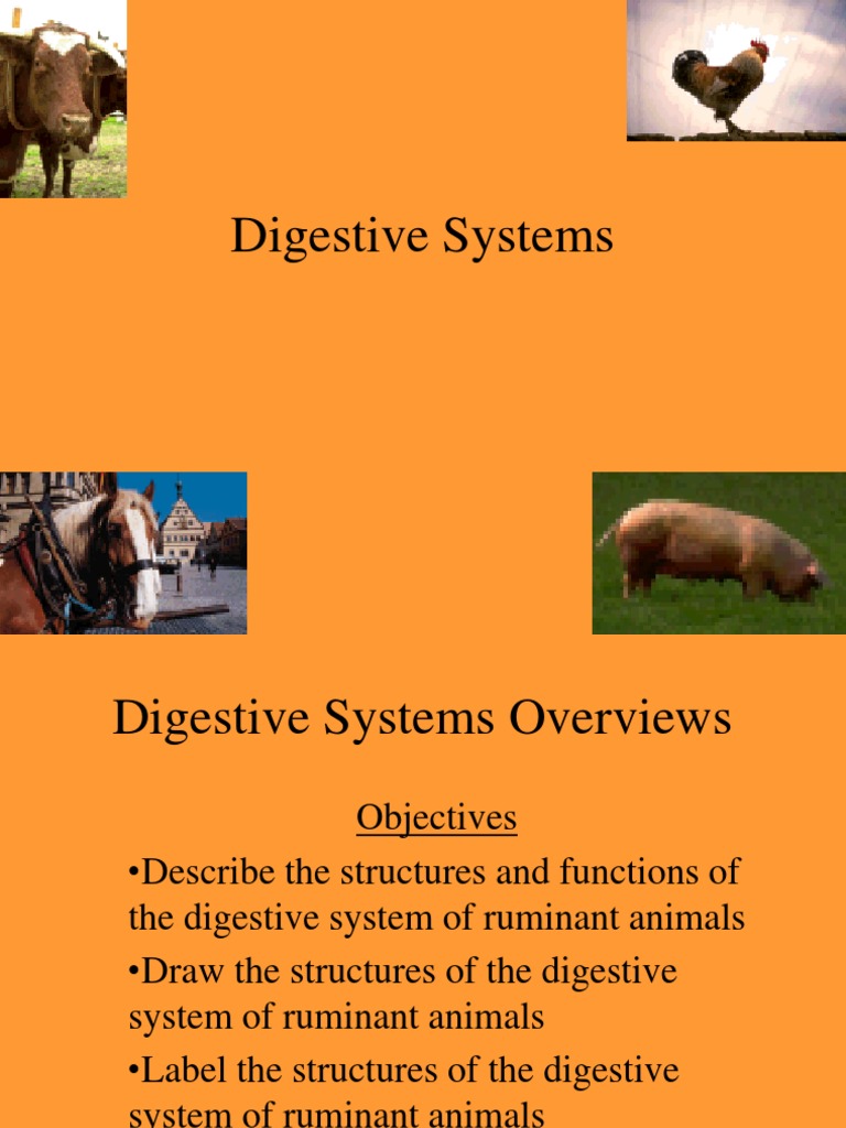 Ruminant Digestive Systems Guide | PDF | Digestion | Ruminant