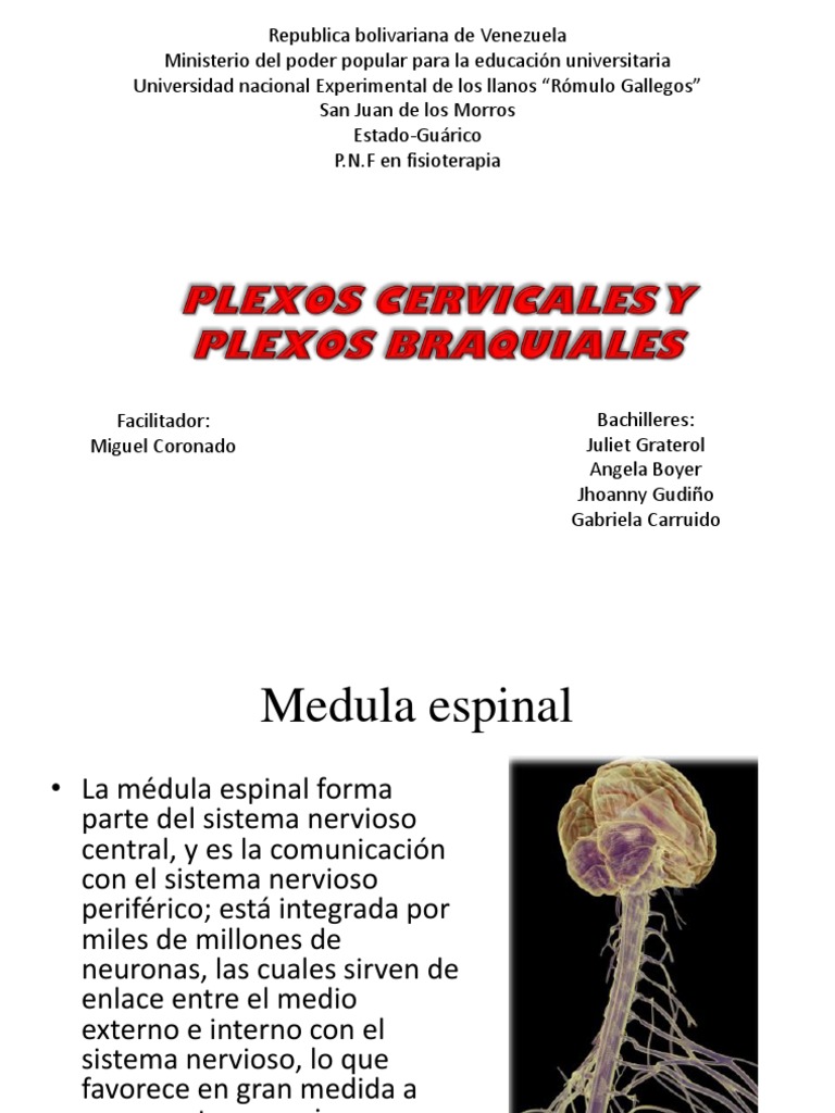 Plexos | PDF | Neuroanatomía | Sistema nervioso