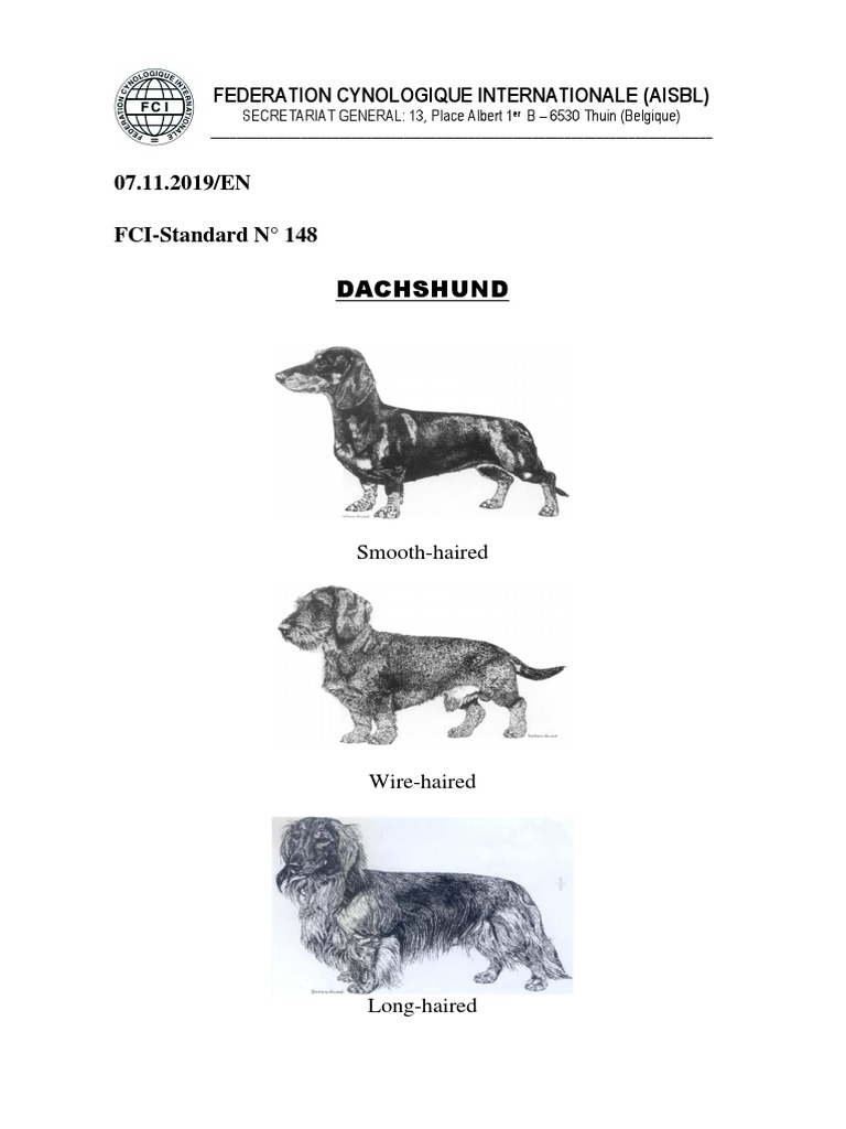 Dachshund Pdf Dachshund Nature