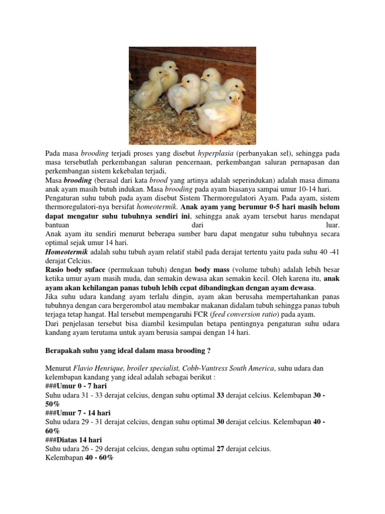 Brooding Ayam Pejantan | PDF
