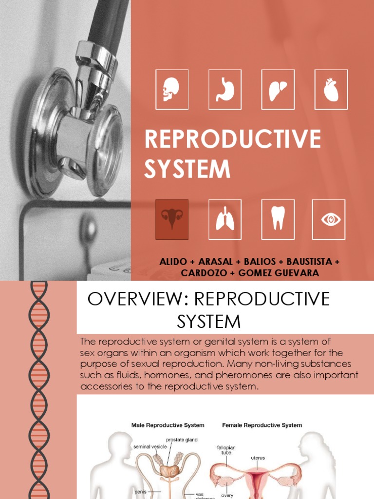 Reproductive System Drugs | PDF | Estradiol | Chemistry
