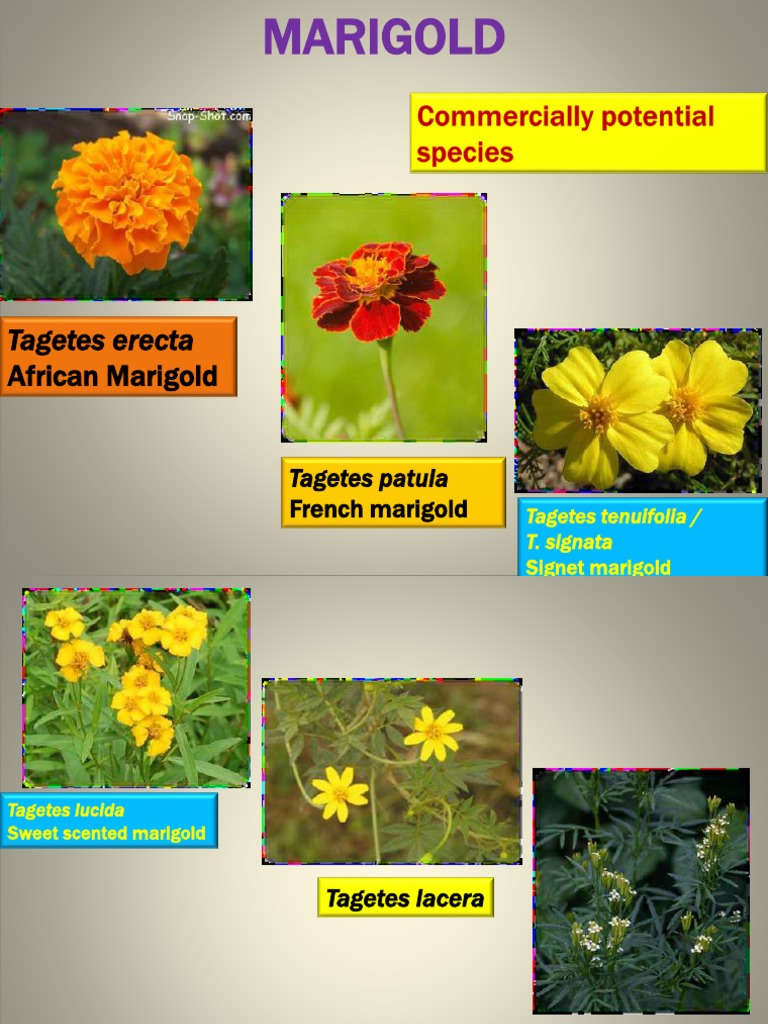 Marigold | PDF | Landscape Architecture | Gardening