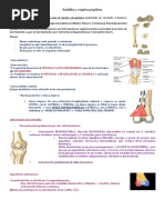 Anatomia de La Rodilla | PDF | Rodilla | Extremidades (anatomía)