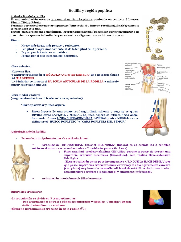 Resumen Anatomía Rodilla y Región Poplítea | PDF | Rodilla | Anatomía ...