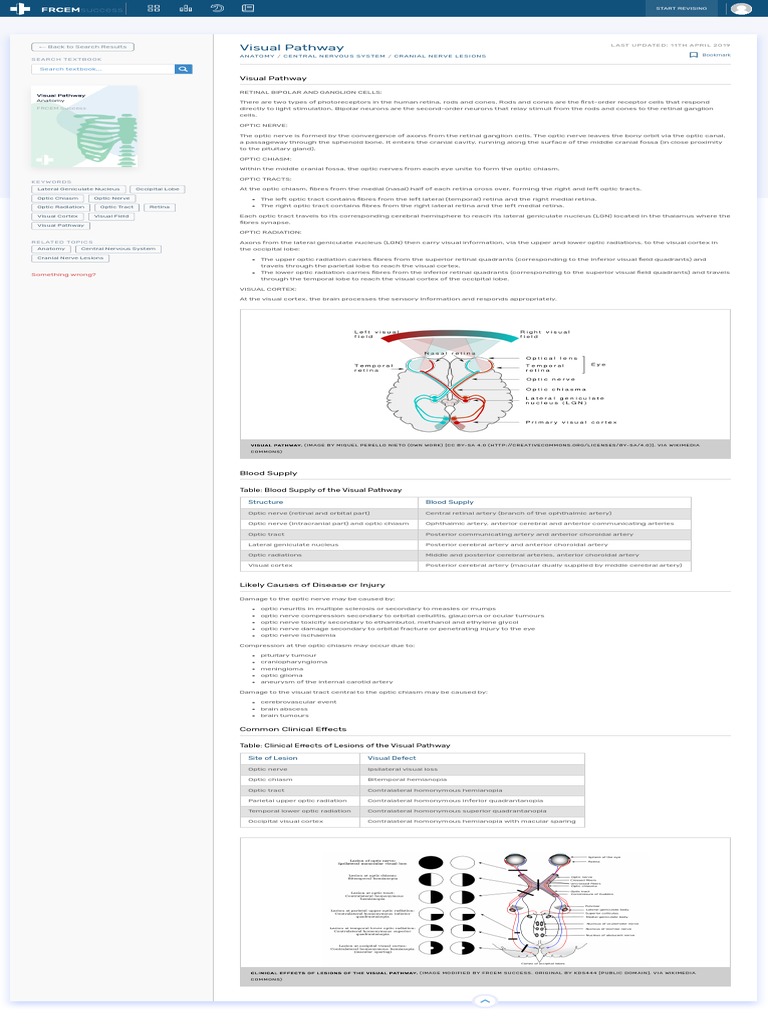 Visual Pathway | PDF | Visual System | Retina