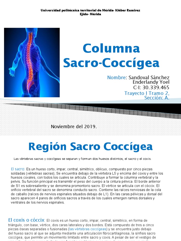 Región Sacro Coccígea: Anatomía y Proyecciones Radiológicas | PDF ...