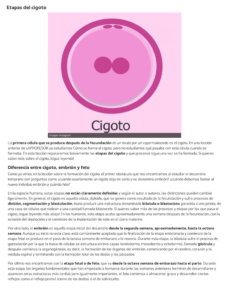 Etapas Del Cigoto | PDF