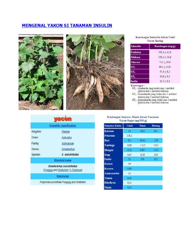 Yakon Atau Tanaman Insulin | PDF