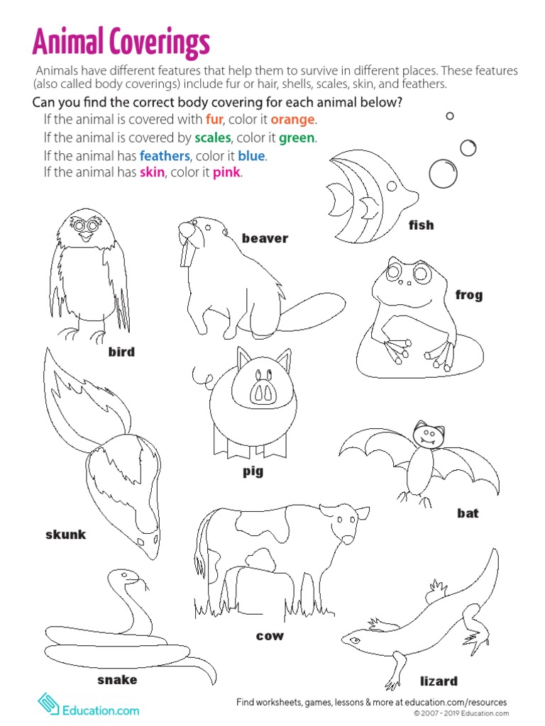 Body Coverings of Animals | PDF