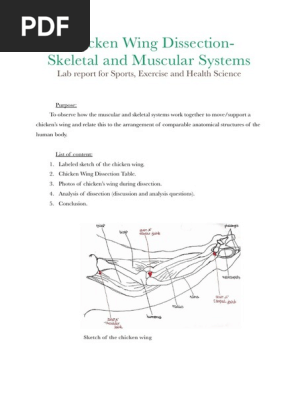 Chicken Wing Dissection Lab Answers