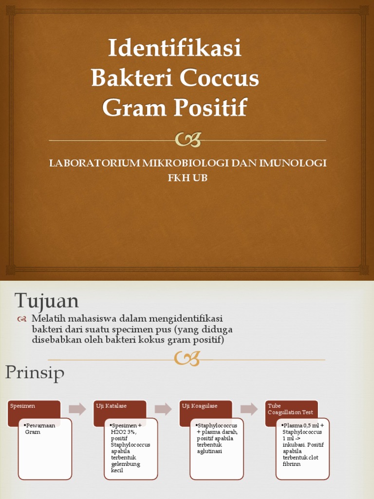Identifikasi Bakteri Coccus Gram Positif | PDF