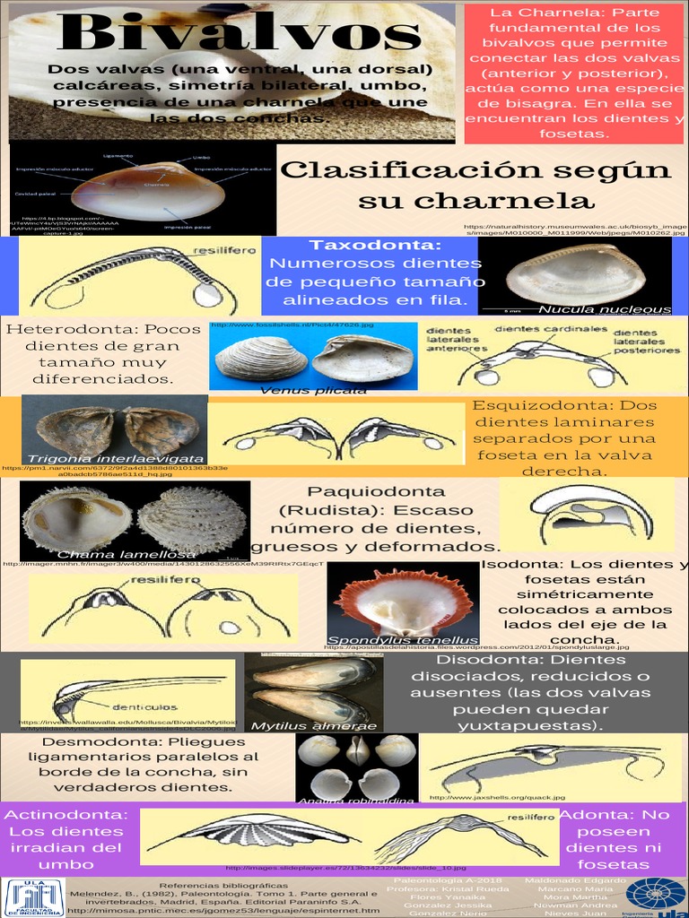 Infografia Bivalvos | PDF | Moluscos | Taxa