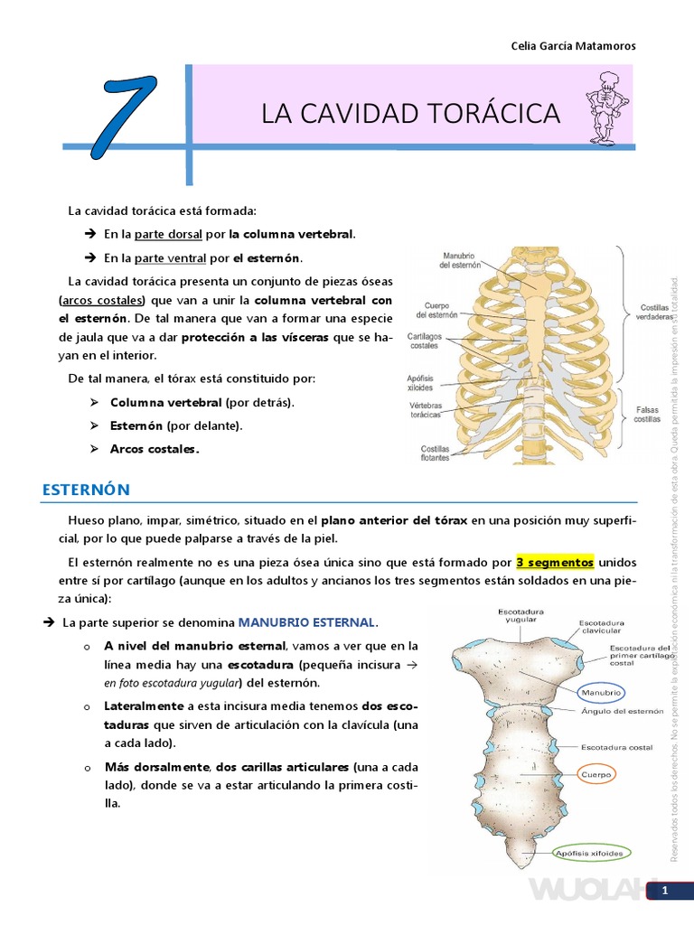 La Cavidad Tóracica | PDF | Tórax | Sistema musculoesquelético