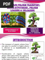 Lab Report - Phloem & Xylem | PDF | Plant Stem | Tissue (Biology)