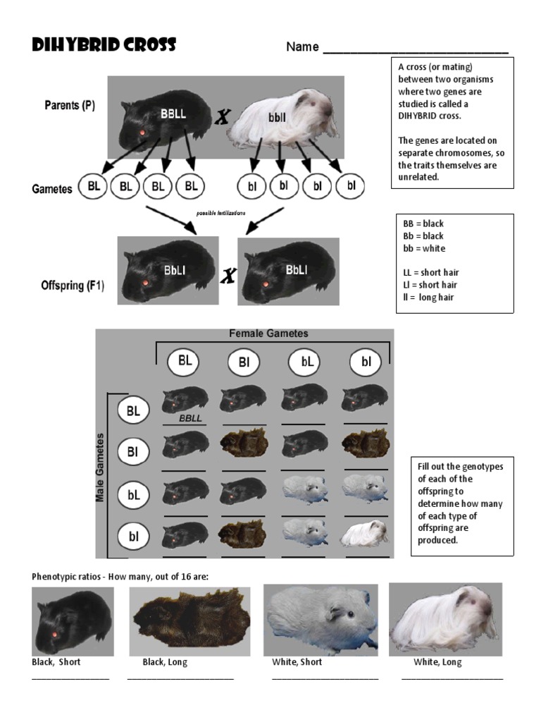 Dihybrid Guinea Pigs Pdf Pdf Genotype Genetics
