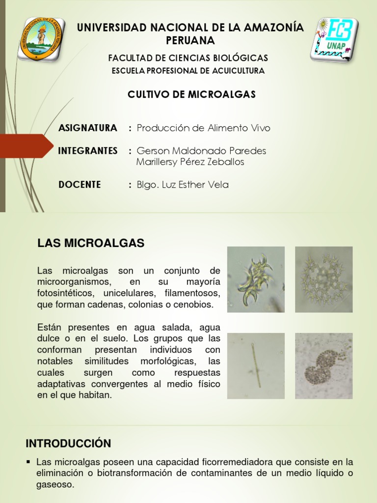 Cultivo de Microalgas | PDF | Biomasa | Dióxido de carbono