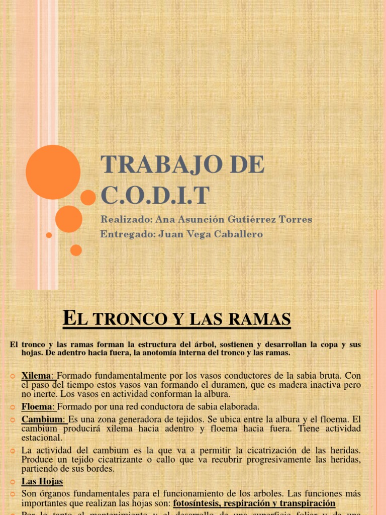 TRABAJO de Codit Ana Asunción Gutiérrez | PDF | Herida | Tallo de la planta