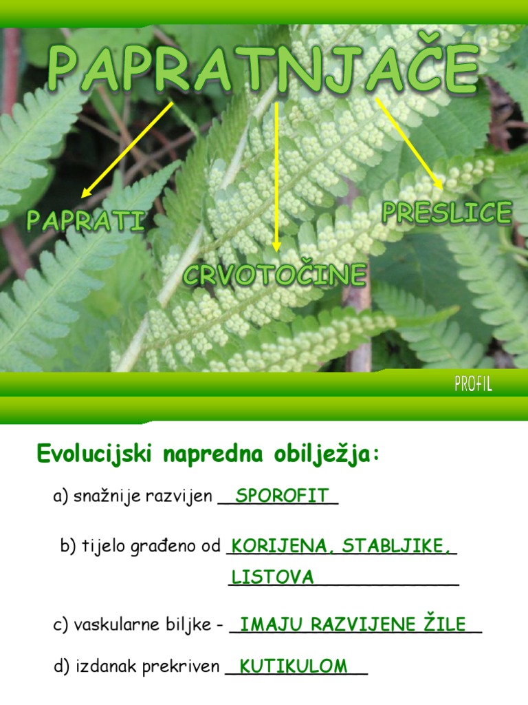 Papratnjace | PDF