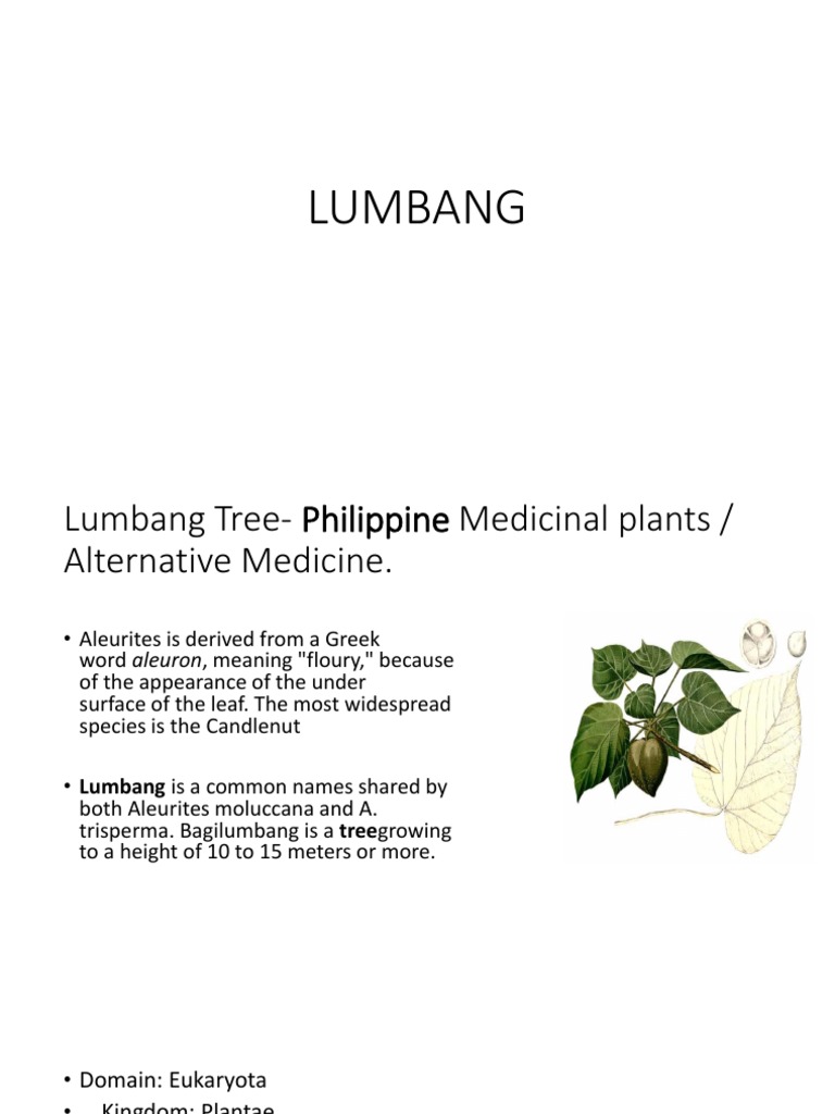 Lum Bang | PDF | Seed | Plants