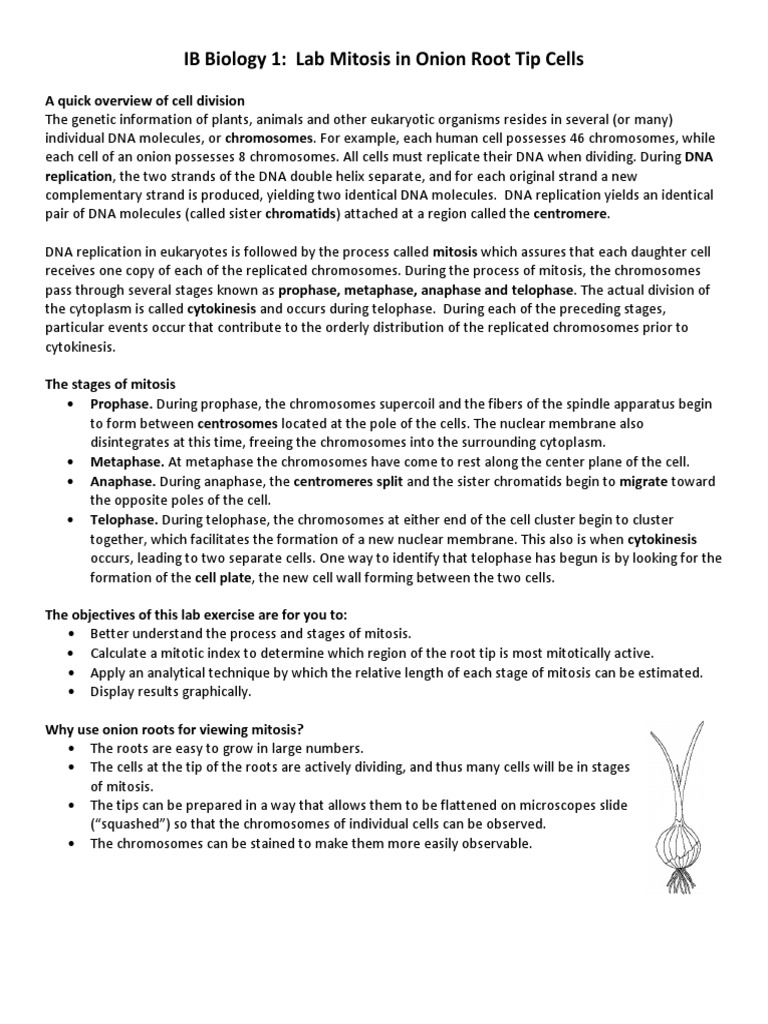 IB Bio 1 Lab Mitosis in Onion Root Tip Cells | PDF | Mitosis | Chromosome