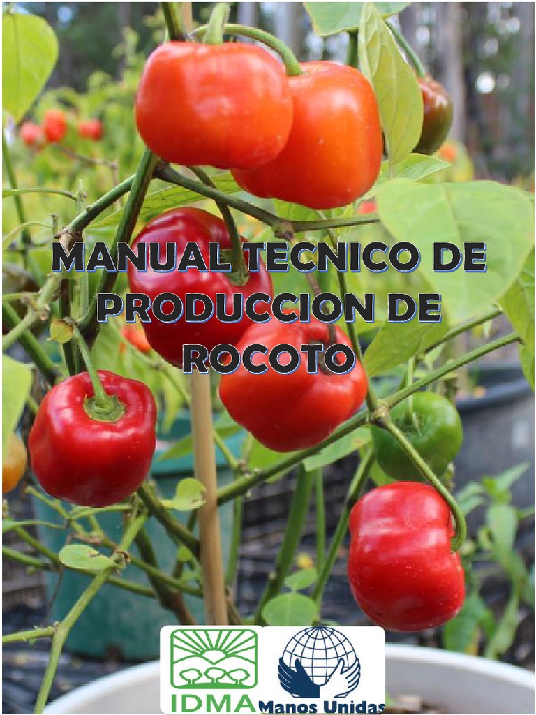 Cultivo de Rocoto | PDF | Fertilizante | Siembra