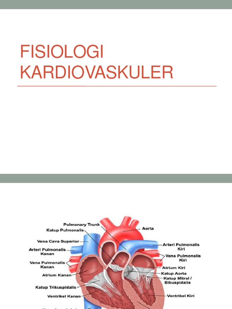 Fisiologi Kardiovaskuler - PPTX (Semester 7) | PDF