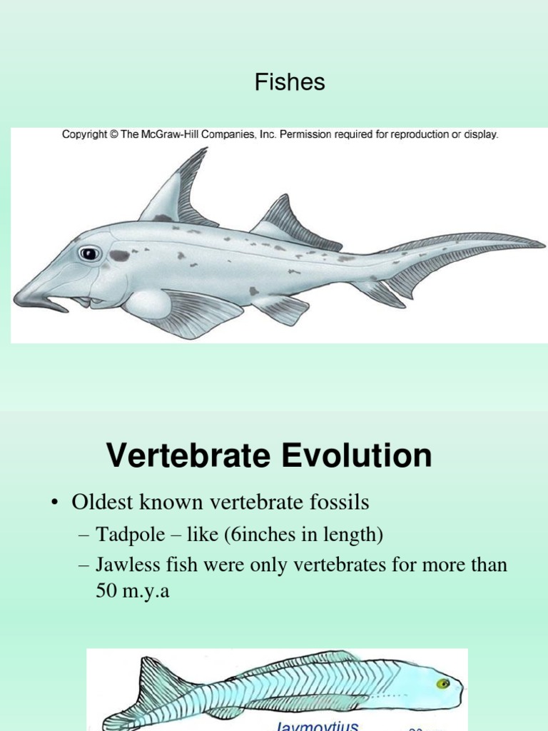 Fish Classification | PDF