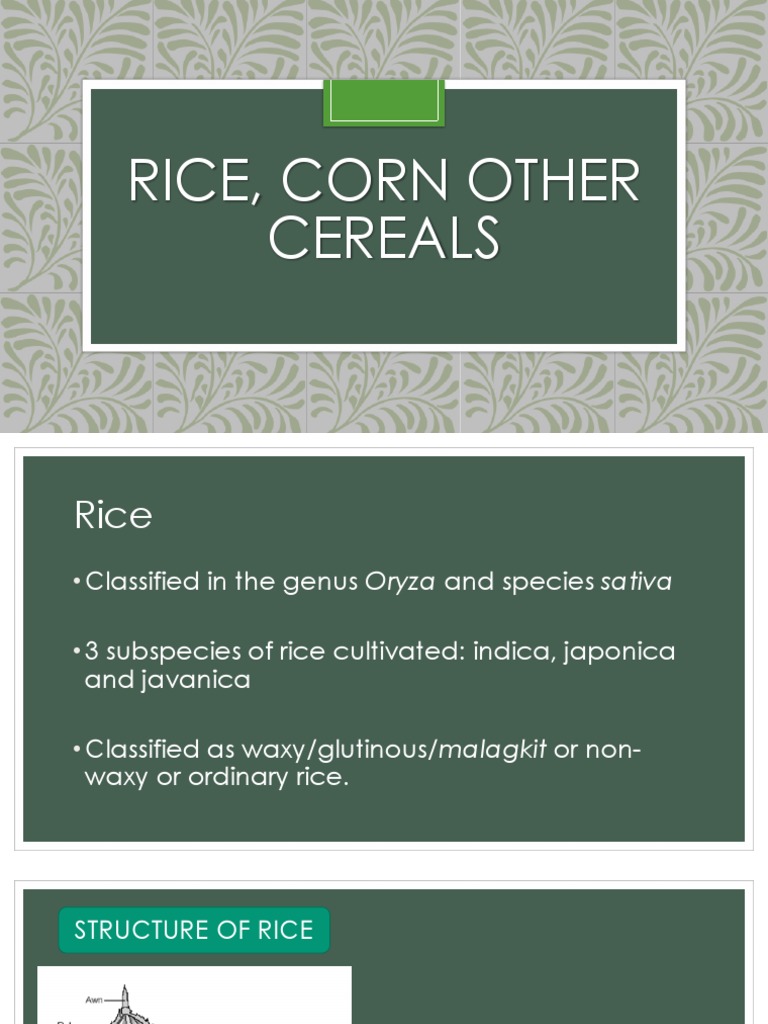 Corn and Rice: Nutritional Insights | PDF | Rice | Wheat