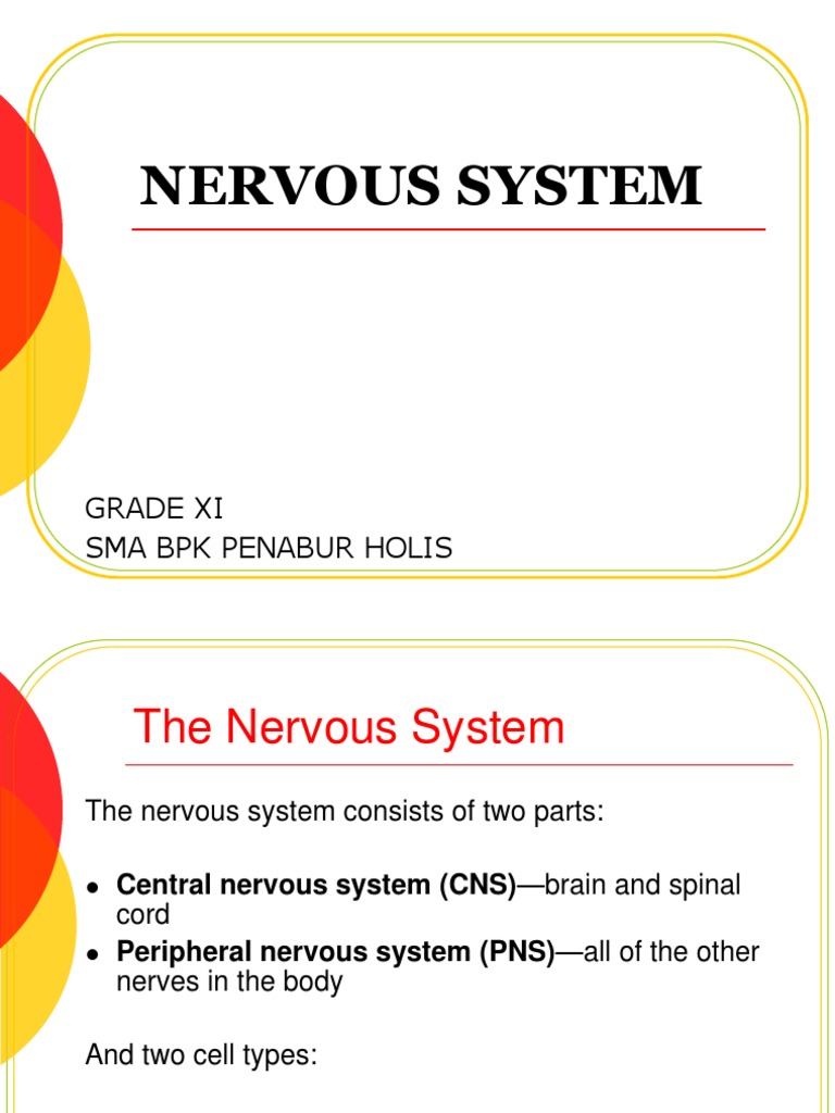 The Nervous System (Cambridge Igcse) | PDF | Axon | Neuron