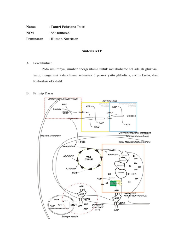 Sintesis ATP dalam Metabolisme Sel | PDF | Kesehatan Holistik | Sains ...