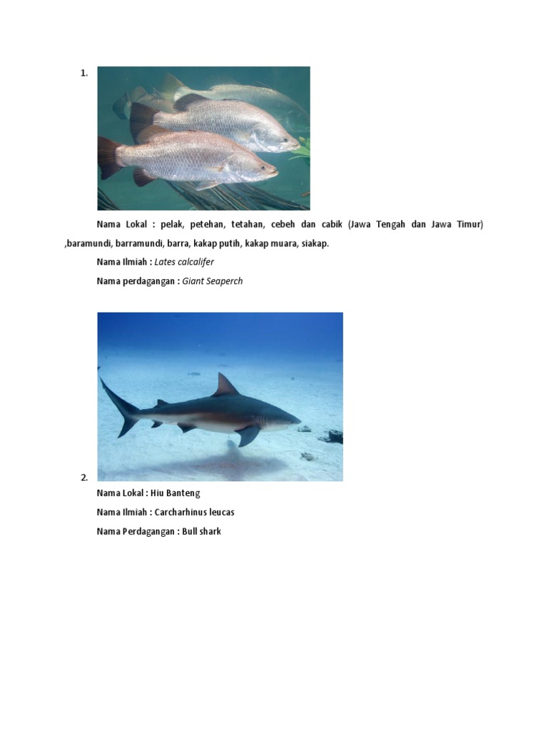 Jenis-Jenis Ikan Anadromous Dan Katadromous | PDF