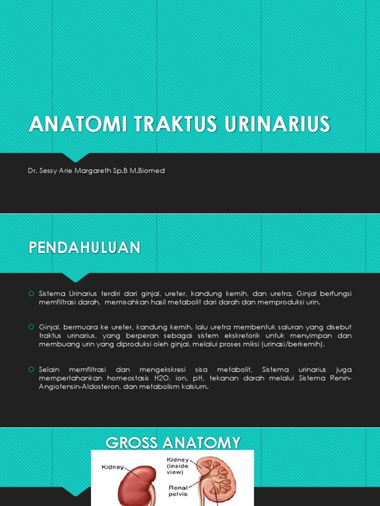 Anatomi Traktus Urinarius | PDF