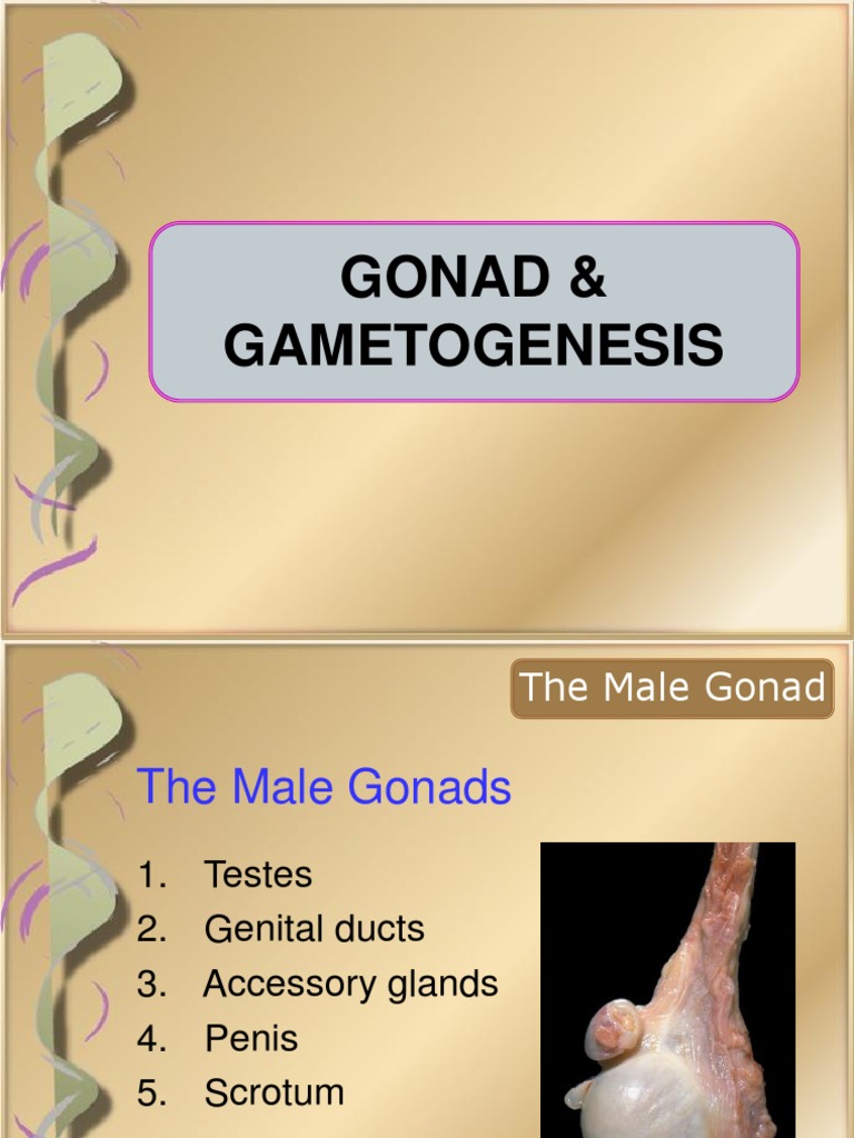 Gonad & Gametogenesis | PDF | Ovary | Animal Anatomy