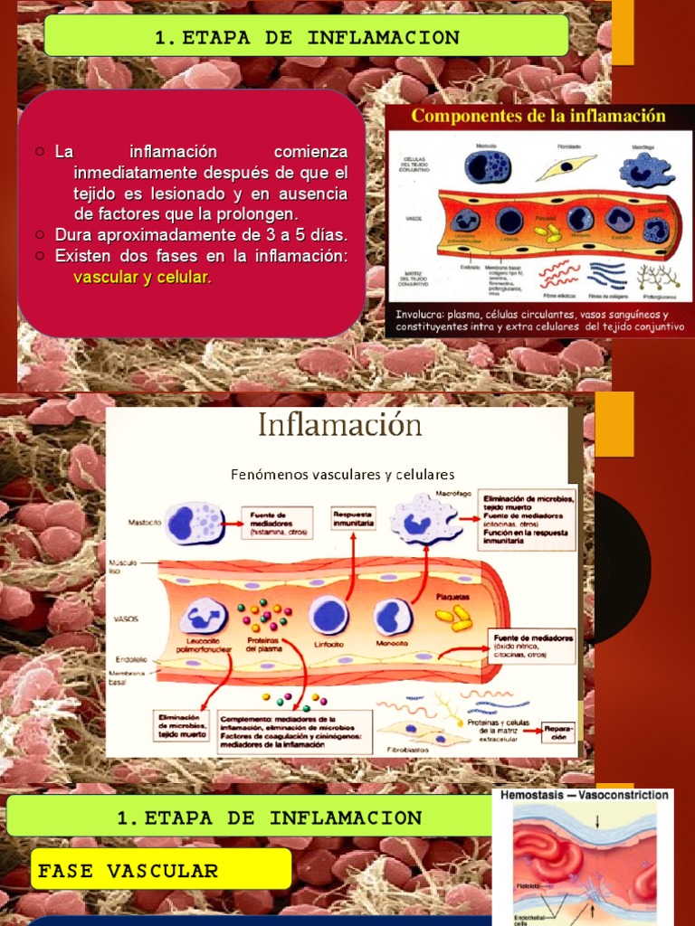 Fases de la Inflamación y Cicatrización | PDF | Cicatrización de la ...