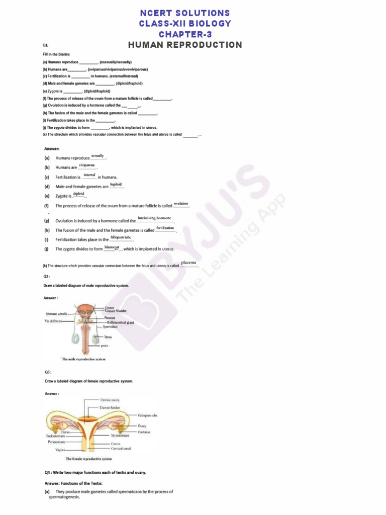 Ncert Solutions Class 12 Biology Chapter 3 Human Reproduction ...