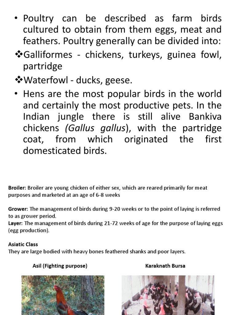 Breeding Strategies For Poultry | PDF | Chicken | Hybrid (Biology)