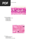Introductory Histology Course Notes | PDF | Histology | Staining