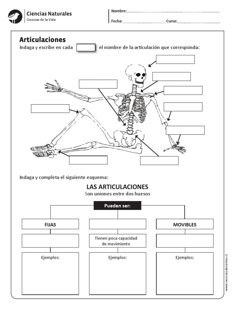 Esqueleto y Articulaciones Infantiles | PDF | Estudios de idiomas ...